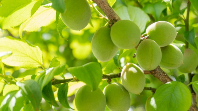 6月の楽しみ｜YUUKI♡｜coconalaブログ